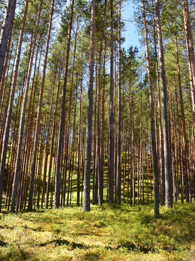 Dark Tree Silhouettes in the Backlight Stock Image - Image of guidance ...