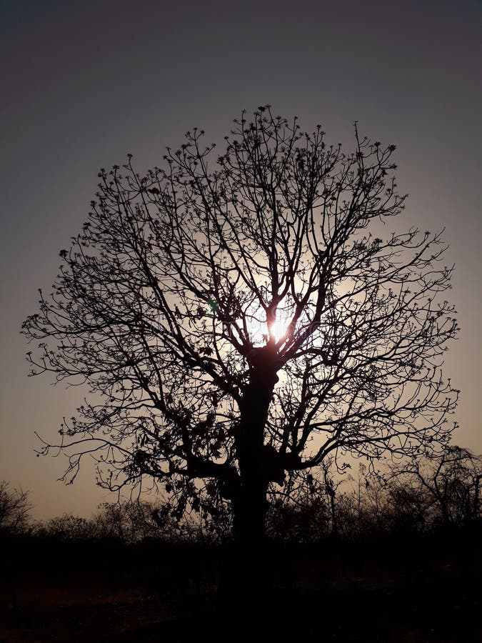 Dark tree stock image. Image of dark, tree, daylight - 101218667