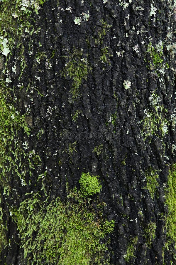 Dark Tree Trunk with Green Moss Stock Image - Image of dark, woodland ...