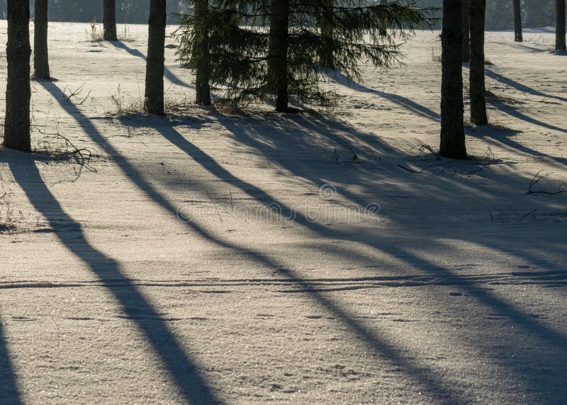 Dark Tree Trunk Silhouettes in Backlight, Snow Covered Ground, Snow ...