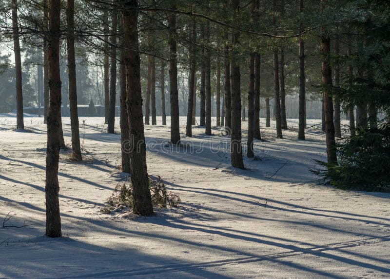 Dark Tree Trunk Silhouettes in Backlight, Snow Covered Ground, Snow ...