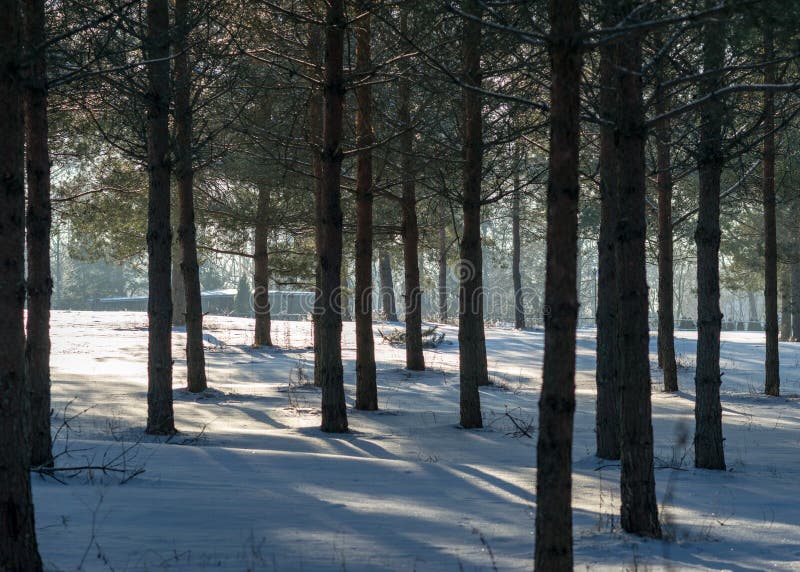 Dark Tree Trunk Silhouettes in Backlight, Snow Covered Ground, Snow ...