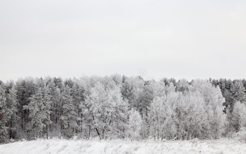 Winter forest stock photo. Image of destination, covered - 102968292