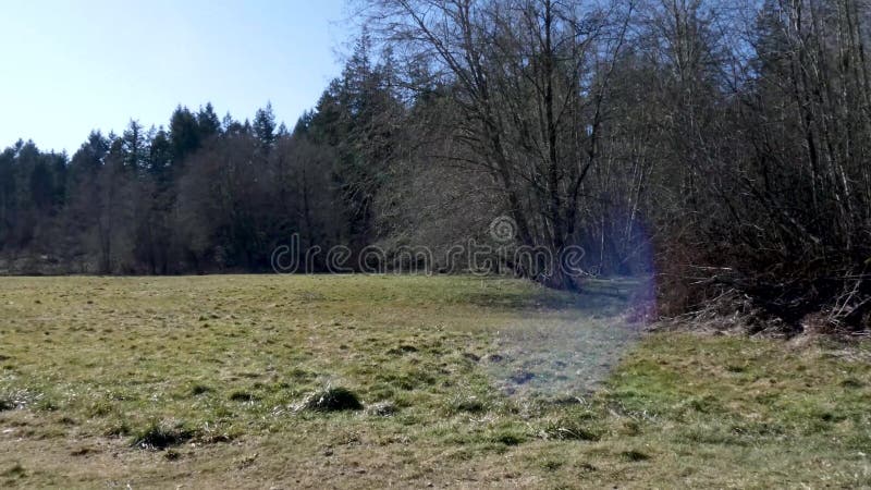 Dark Treeline Behind Tall Grass Stock Video - Video of beautiful, rural ...