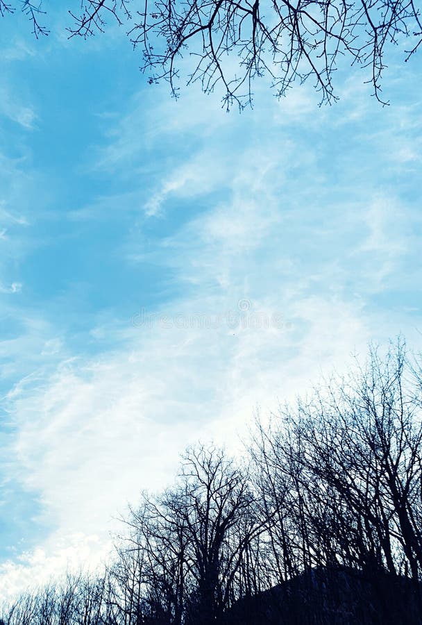 Trees against a blue sky stock photo. Image of plant - 141663394