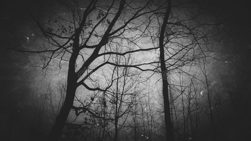 Dark trees stock photo. Image of vintage, dark, texture - 97355338