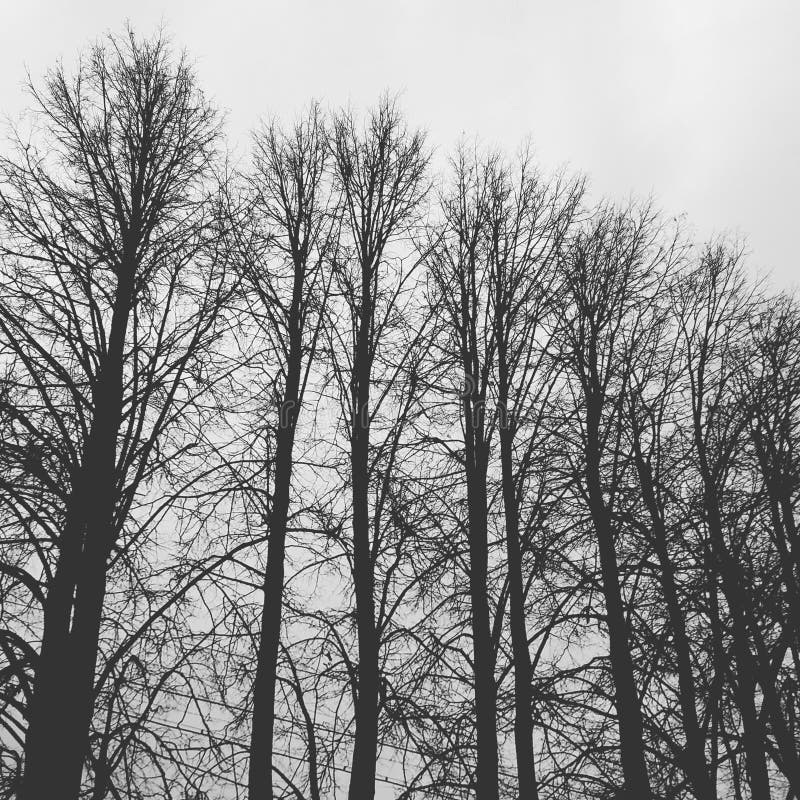 Dark trees stock image. Image of lonely, dark, secrets - 133150087