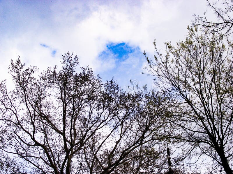Dark Trees Under the Cloudy Blue Sky Stock Photo - Image of plant ...