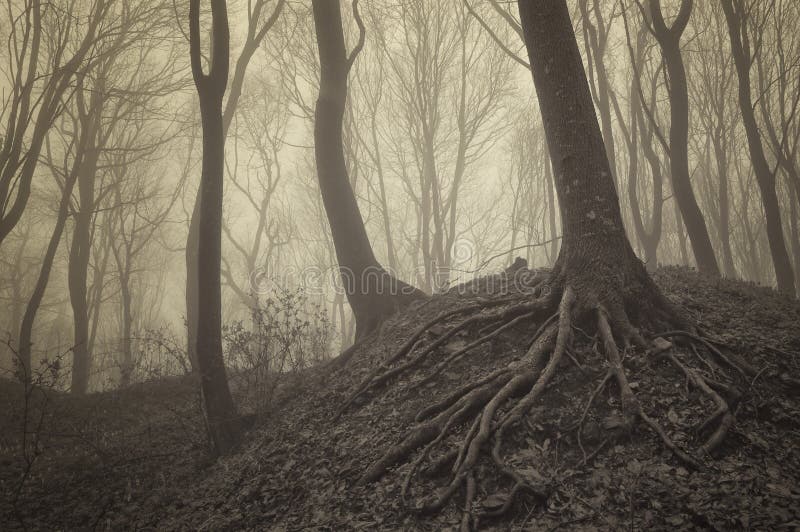 Dark Trees with Visible Roots in a Forest with Fog Stock Image - Image ...