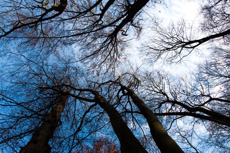 Dark Treetops with Blue Sky on a Background Stock Image - Image of dark ...