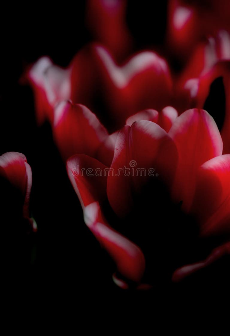 2,186 Tulip Painting Red Stock Photos - Free & Royalty-Free Stock ...