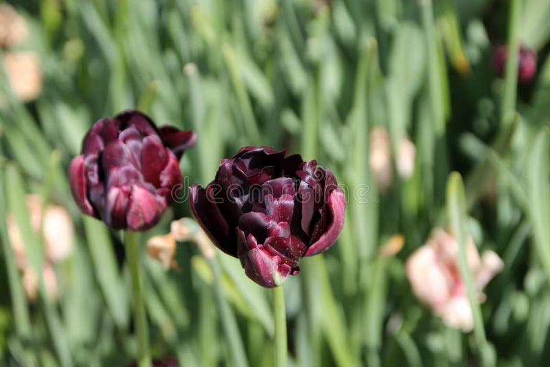 Dark Tulip stock photo. Image of plant, dark, color - 150766028