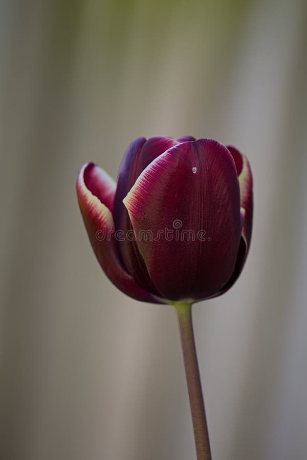Dark tulip (Tulipa) stock photo. Image of nature, organ - 226634710