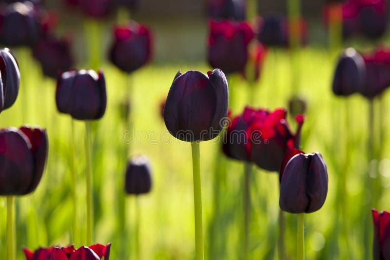 Dark tulips stock image. Image of leaf, coloured, head - 54907375