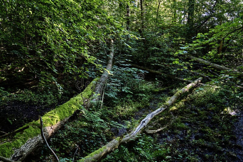 Dark Untamed Swampy Forest with Young Greenery and Fallen Old Trees ...