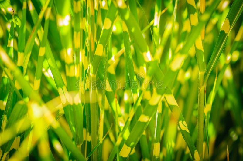 Dark Version. Close Up Background Texture of Striped Grass Stock Image ...