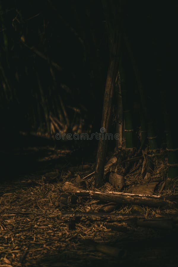 Dark Vertical Shot of Bamboo Plants in a Wilted Forest Stock Photo ...