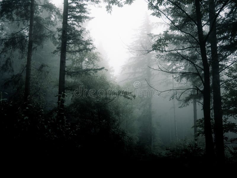 Dark View of a Forest in the Myst Stock Photo - Image of athmosphere ...