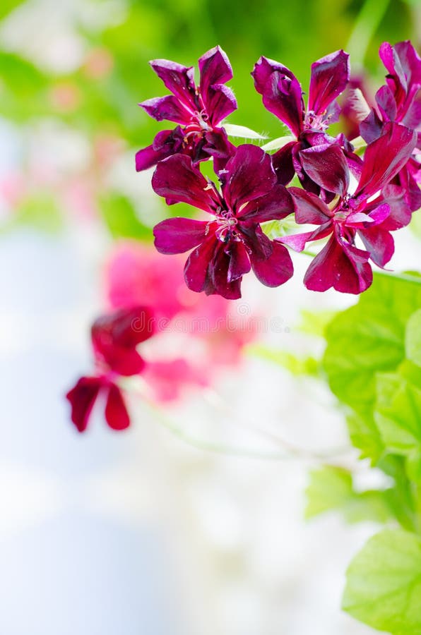 Dark violet geranium stock photo. Image of pattern, outdoors - 36950198