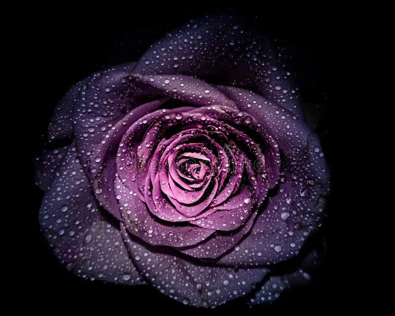 Dark Violet Rose with Raindrops Stock Photo - Image of purple, petal ...