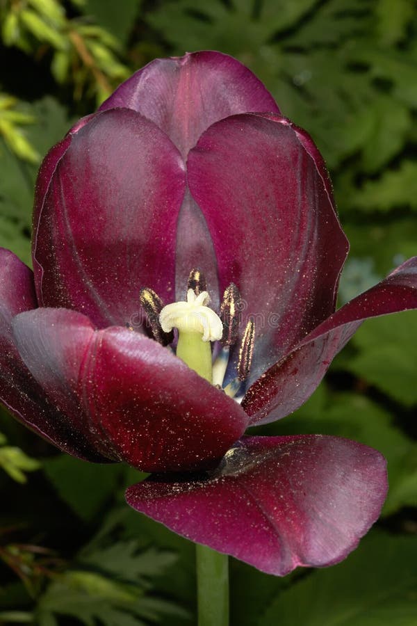 Dark violet tulip stock photo. Image of flower, spring - 40960640