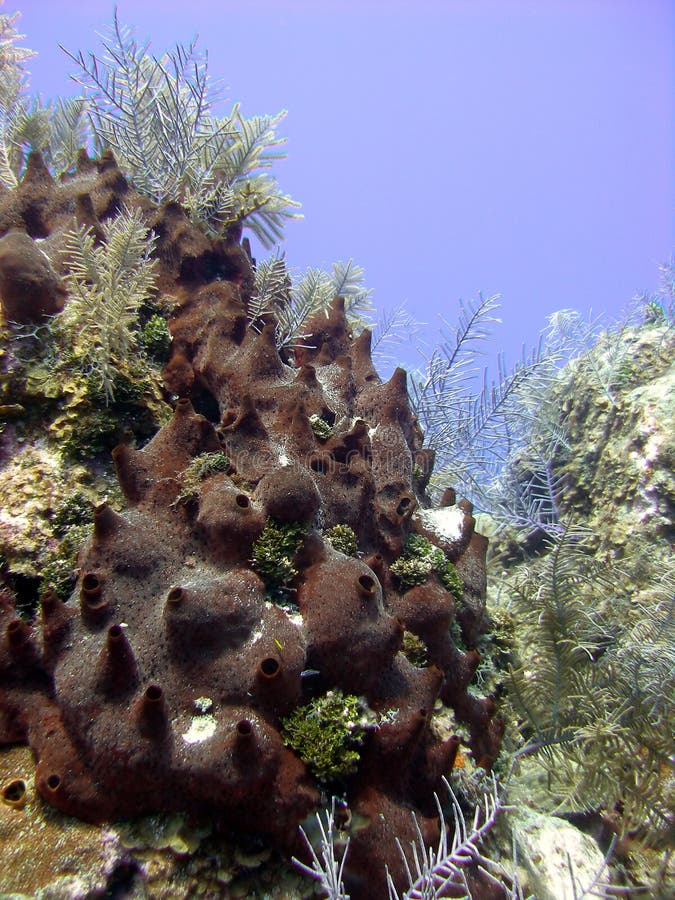 Dark Volcano Sponge stock photo. Image of dark, blue - 16194734