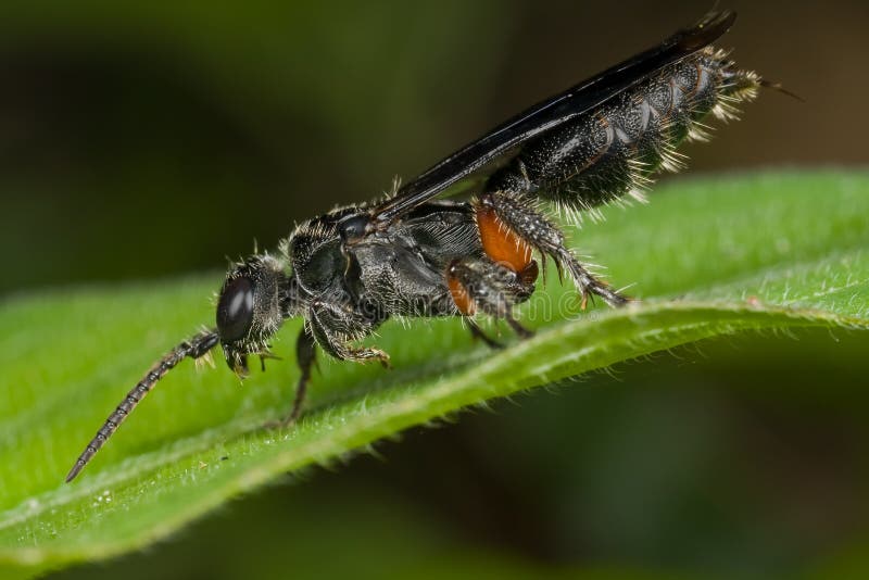 Dark wasp Tiphiidae stock image. Image of animal, close - 10962537