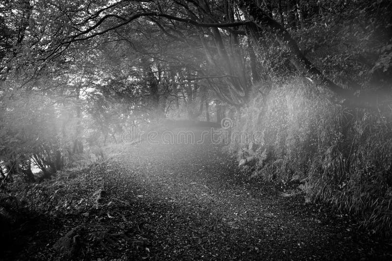 Dark way in the woods stock image. Image of people, horror - 100810389