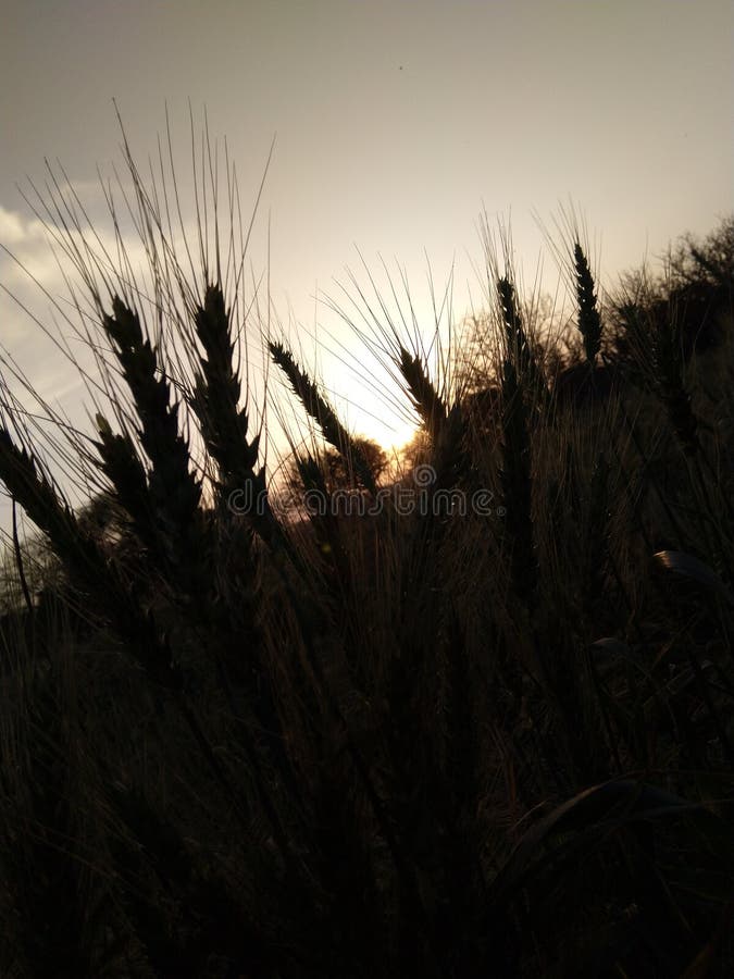 Dark Wheat Plant with Evening Time Stock Image - Image of branch, time ...