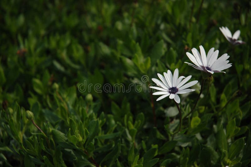 White Touch Me Not Flower Picture. Image: 115774012