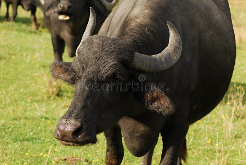 Romanian Buffalo Stock Photos - Free & Royalty-Free Stock Photos from ...