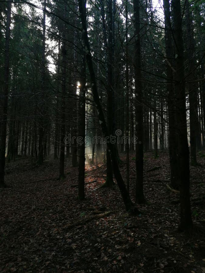 Dark wildnes stock image. Image of wildnes, dark, wild - 166003477