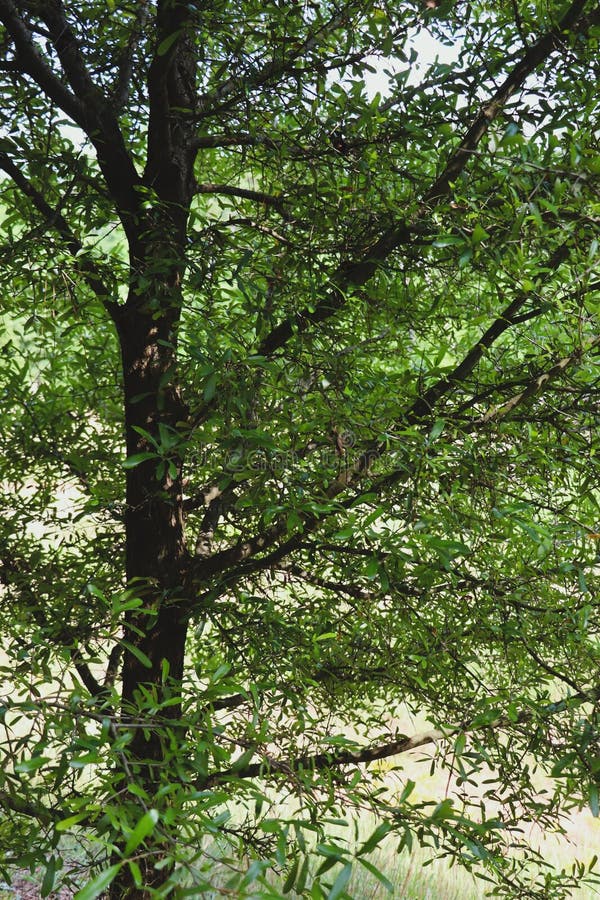 Dark Willow Oak Tree Trunk and Branches Full with Long Green Leaves ...