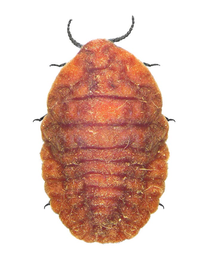 Dark Winged Scale Insects or Pine Monophlebid Stock Image - Image of ...