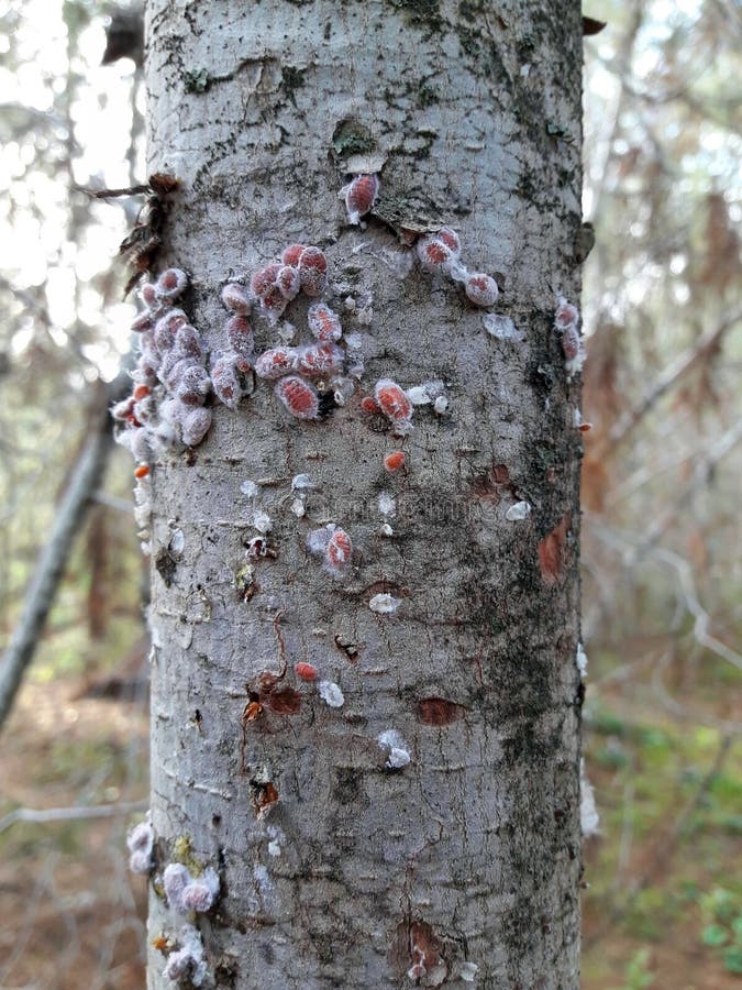 Pine Monophlebids Stock Photos - Free & Royalty-Free Stock Photos from ...