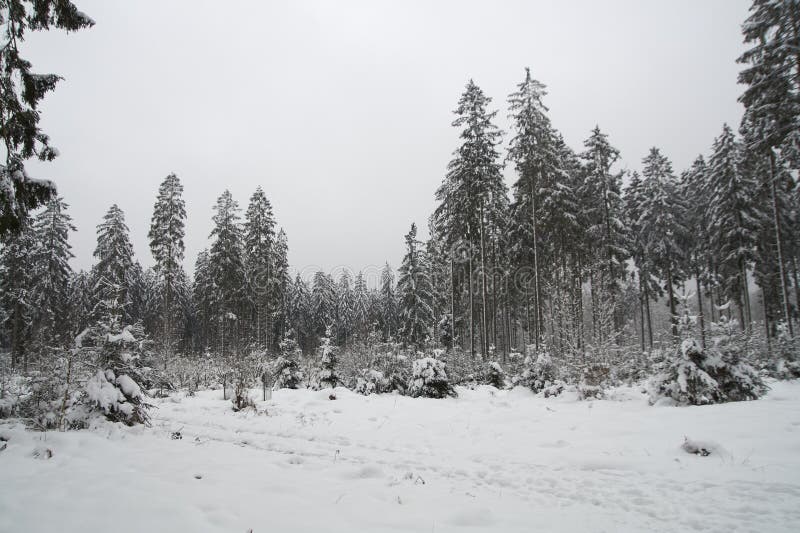 Dark Winter Landscape with Snow Covered Trees Stock Photo - Image of ...