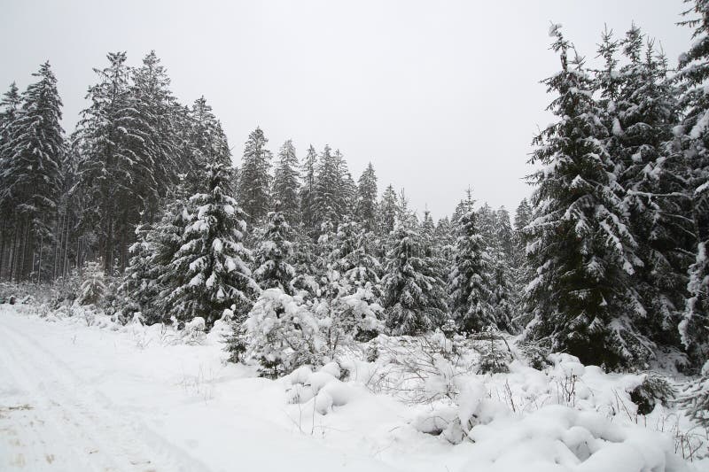 Dark Winter Landscape with Snow Covered Trees Stock Image - Image of ...