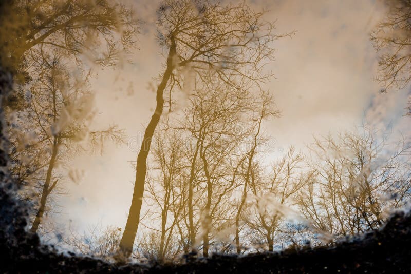 Dark Winter Tree Reflections in Puddle Stock Photo - Image of autumn ...