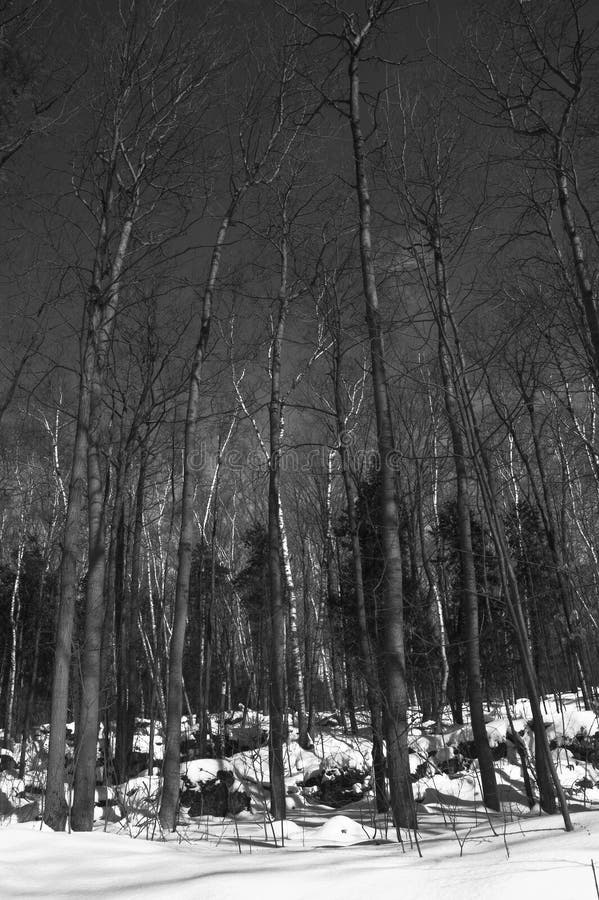 Dark Winter Trees stock photo. Image of tall, pine, forest - 1994518