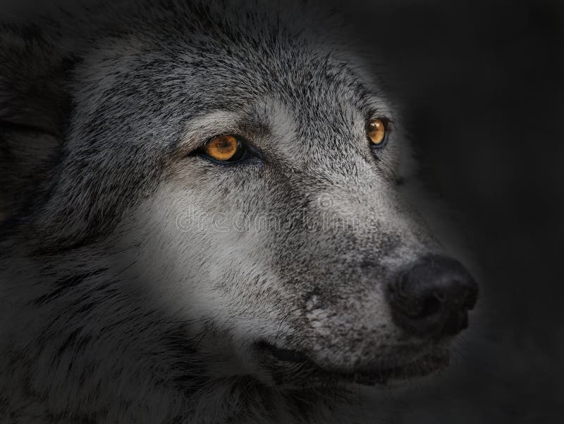 Dark wolf close up stock photo. Image of portrait, wolf - 197196878