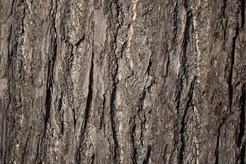 Dry dark tree bark stock photo. Image of grey, cracked - 195086610