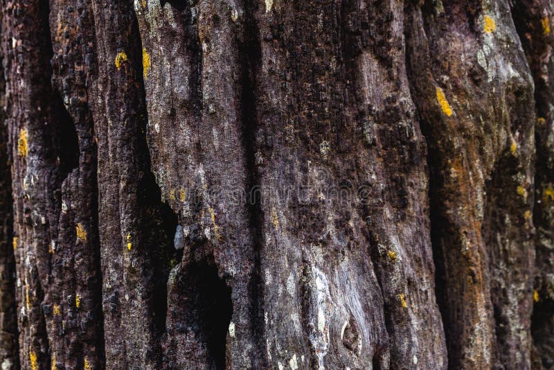 Real Wood Texture Image Background Stock Image - Image of material ...