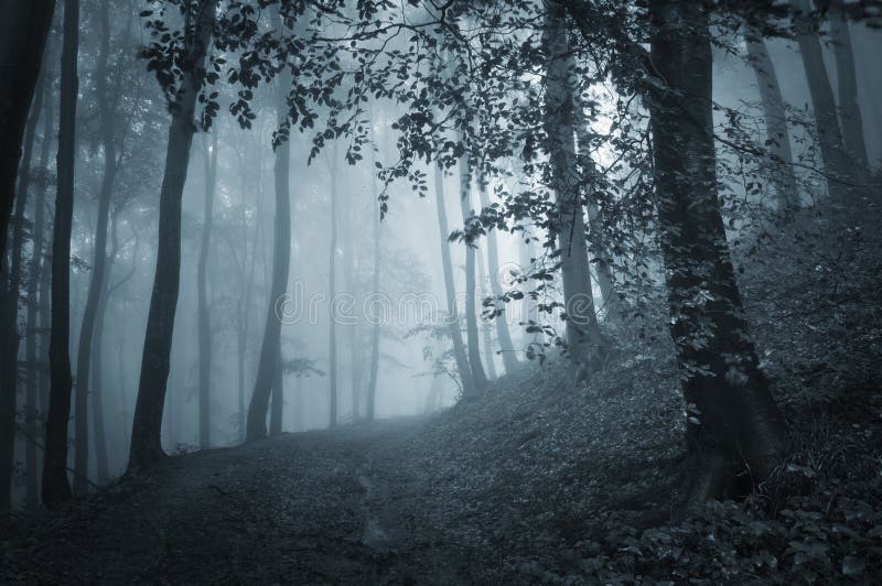 Dark Woods with Blue Fog on Halloween Evening Stock Image - Image of ...