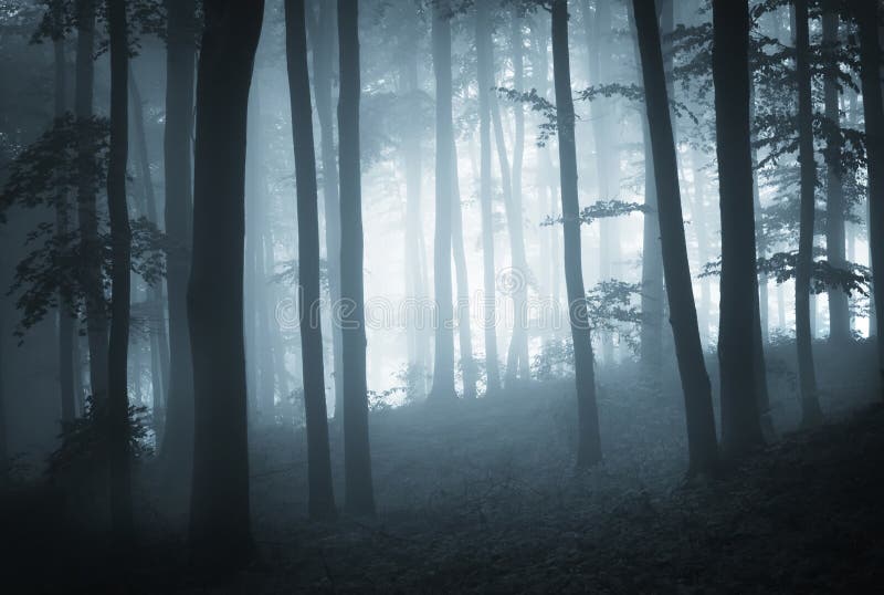 Dark Woods with Blue Fog and Tree Silhouettes Stock Photo - Image of ...