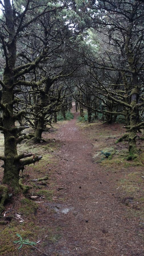 Dark Woods Path through Moss Covered Trees Stock Image - Image of moss ...