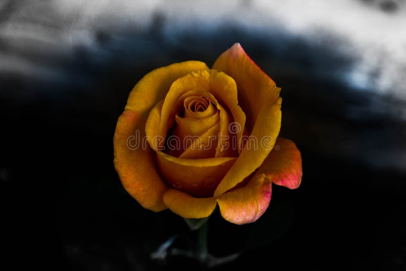 Dark Yellow Rose in My Garden Stock Photo - Image of surrounded ...