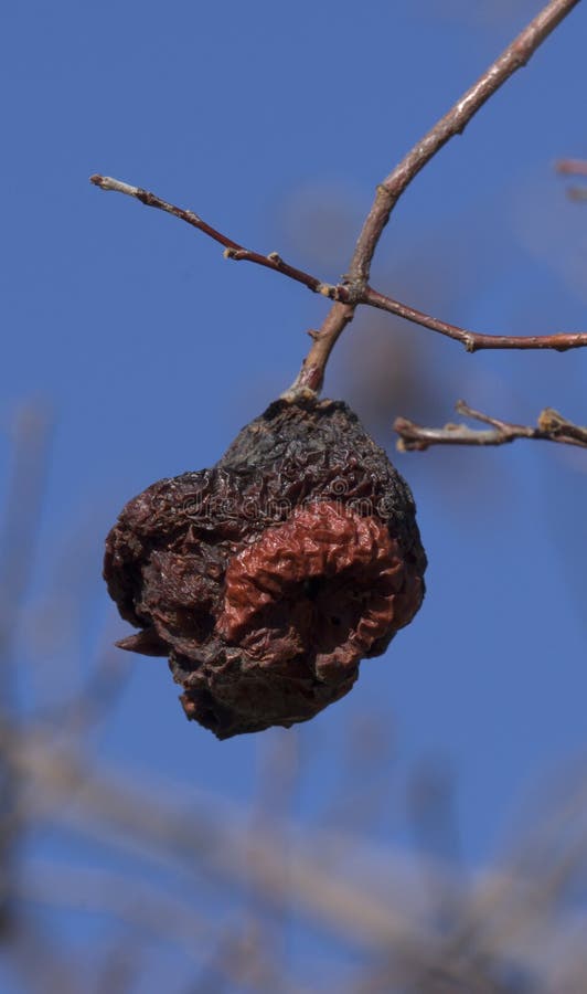 563 Shriveled Fruit Stock Photos - Free & Royalty-Free Stock Photos ...