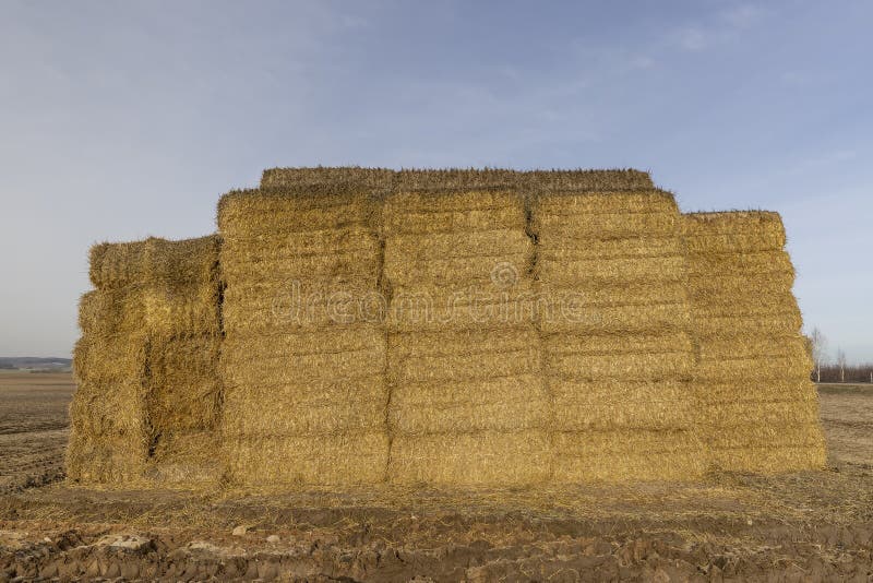 Darkened Wheat during Storage in the Field in Winter Stock Image ...