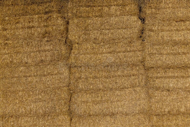 Darkened Wheat during Storage in the Field in Winter Stock Image ...