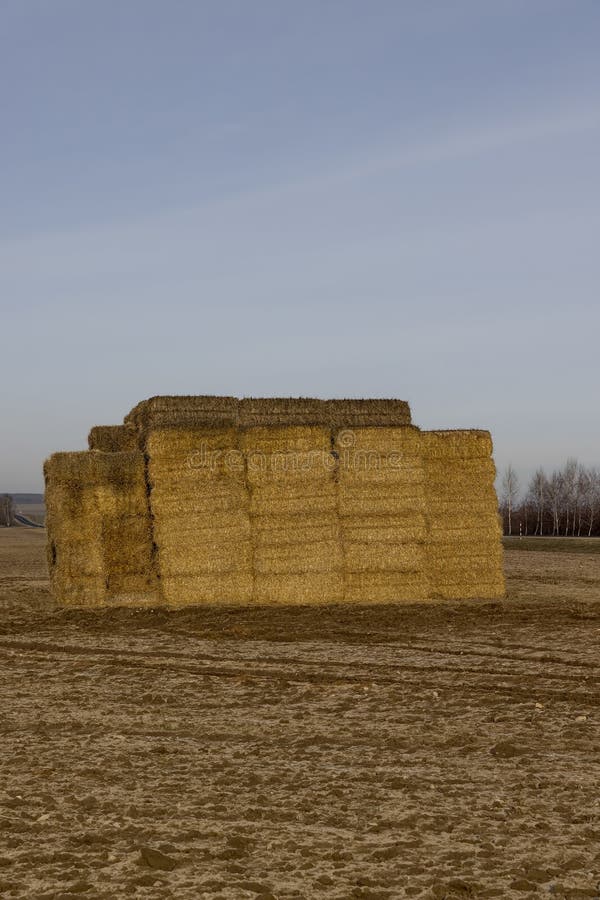 Darkened Wheat during Storage in the Field in Winter Stock Image ...